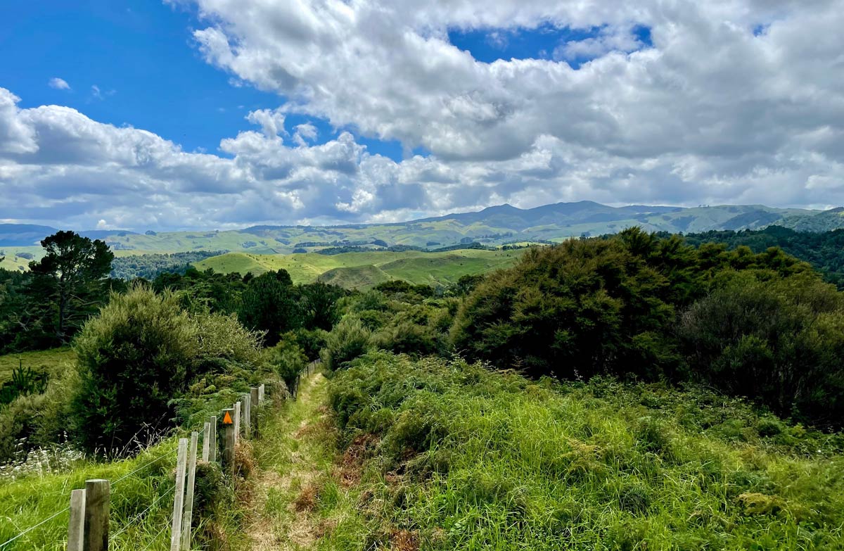 Te Kauri Park Circuit Walk: Te Kauri Park Scenic Reserve, Waikato region