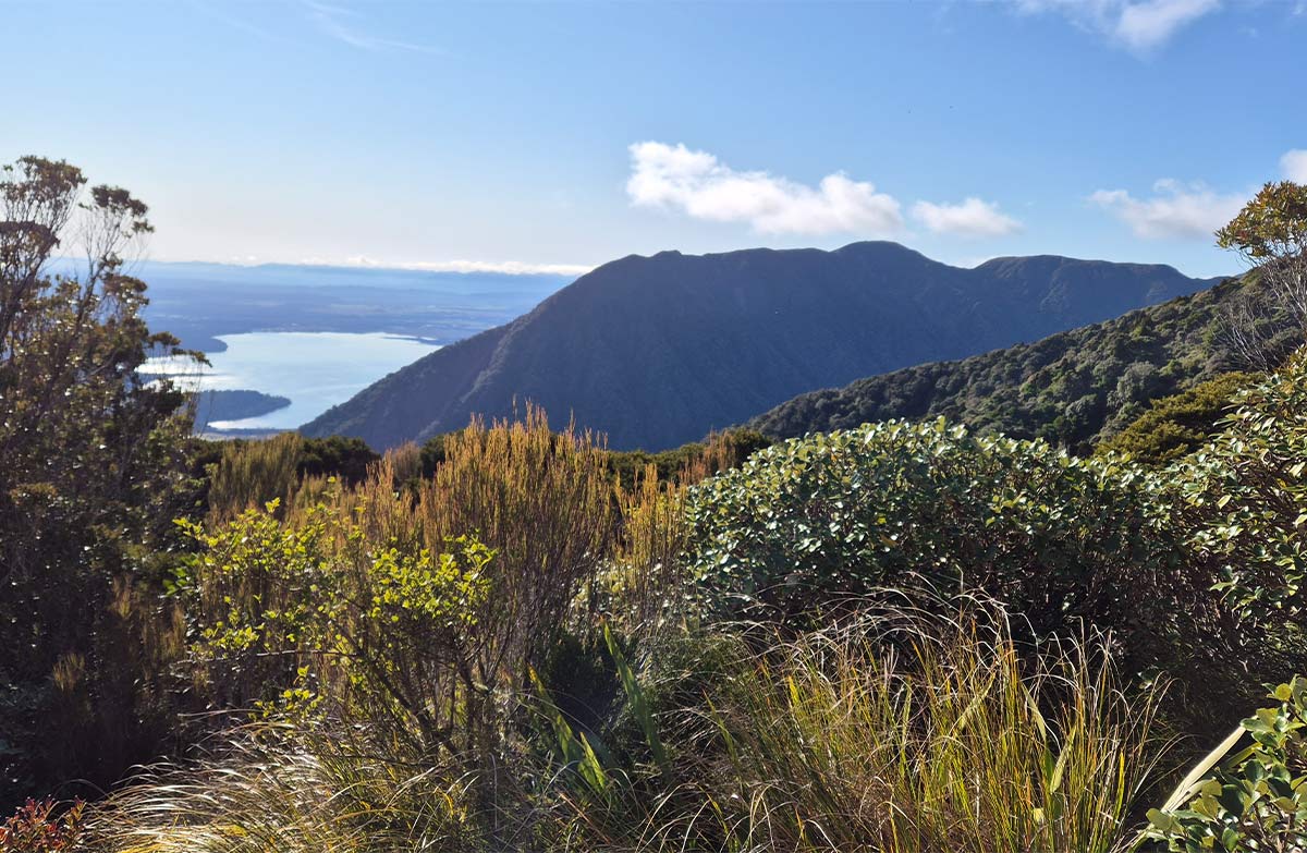 Mount French Track: Lake Brunner area, West Coast region