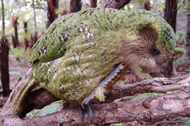 Adopt a kākāpō: Kākāpō Recovery