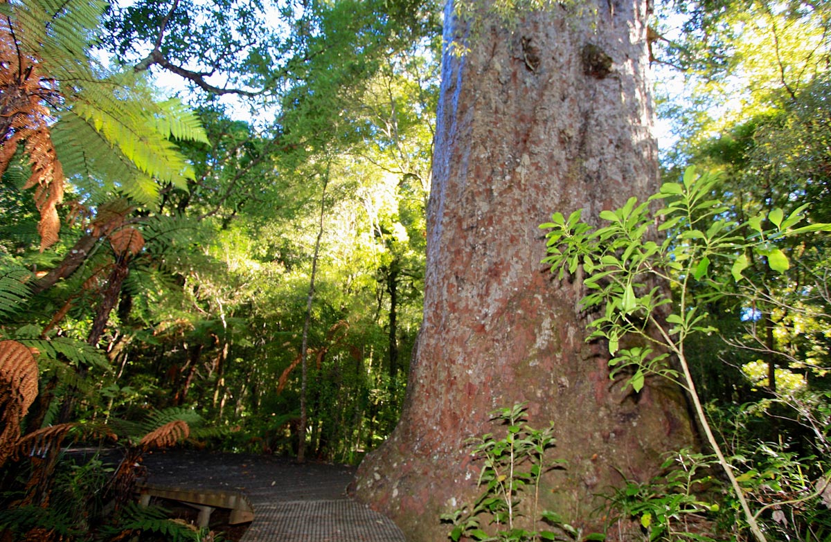 Yakas Walk: Waipoua Forest, Northland