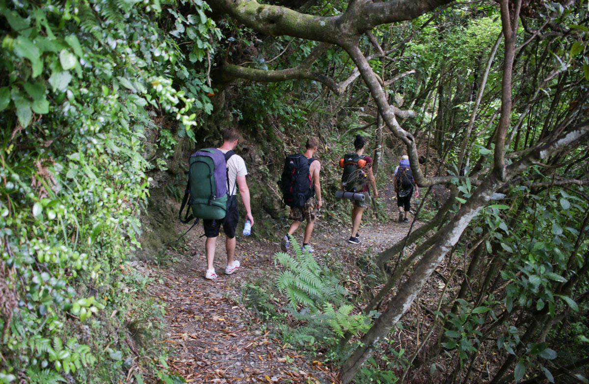 Big Bend Track: Remutaka Forest Park, Wellington region