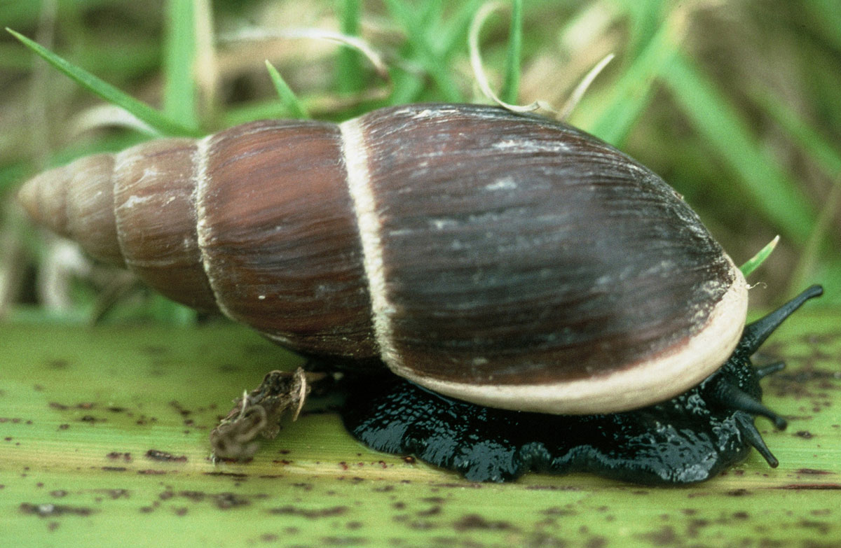 New Zealand Threat Classification System manual 2008