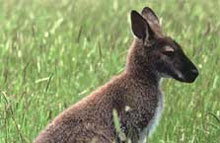 Wallabies hunting: What to hunt