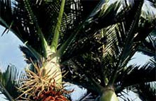 Nīkau palm: Native plants