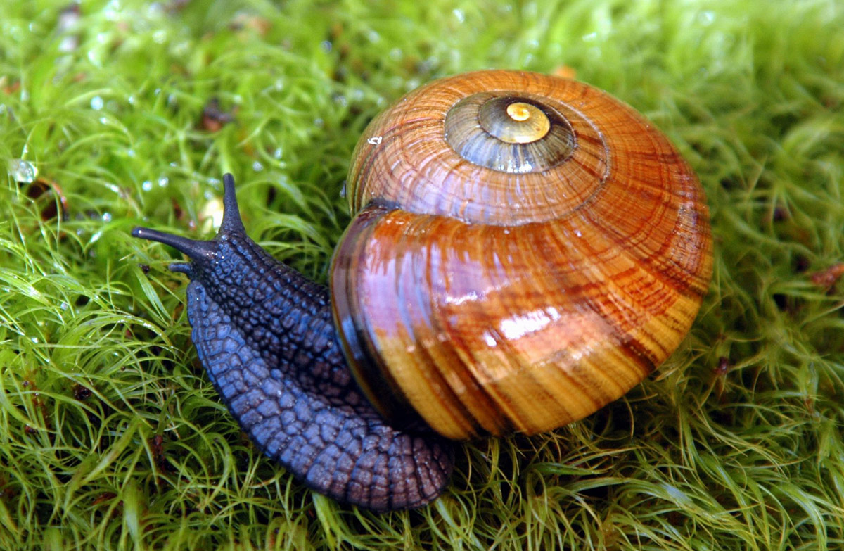 Predator control operations 2025: National Predator Control Programme