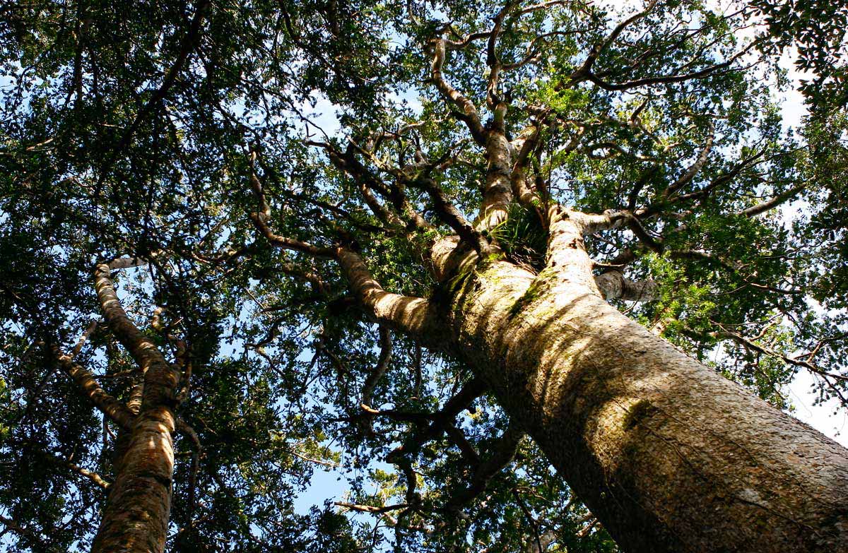 Te Taiapa/Goldie Bush tracks temporarily closed: Media release 4 ...