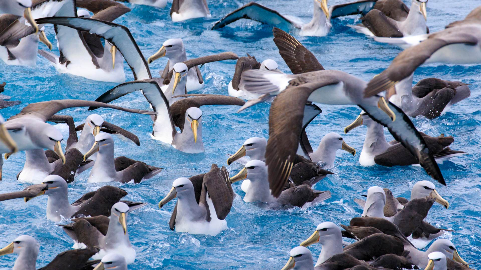 Marine Conservation Services Programme: Our work