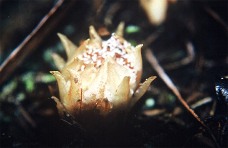 Dactylanthus: Native plants