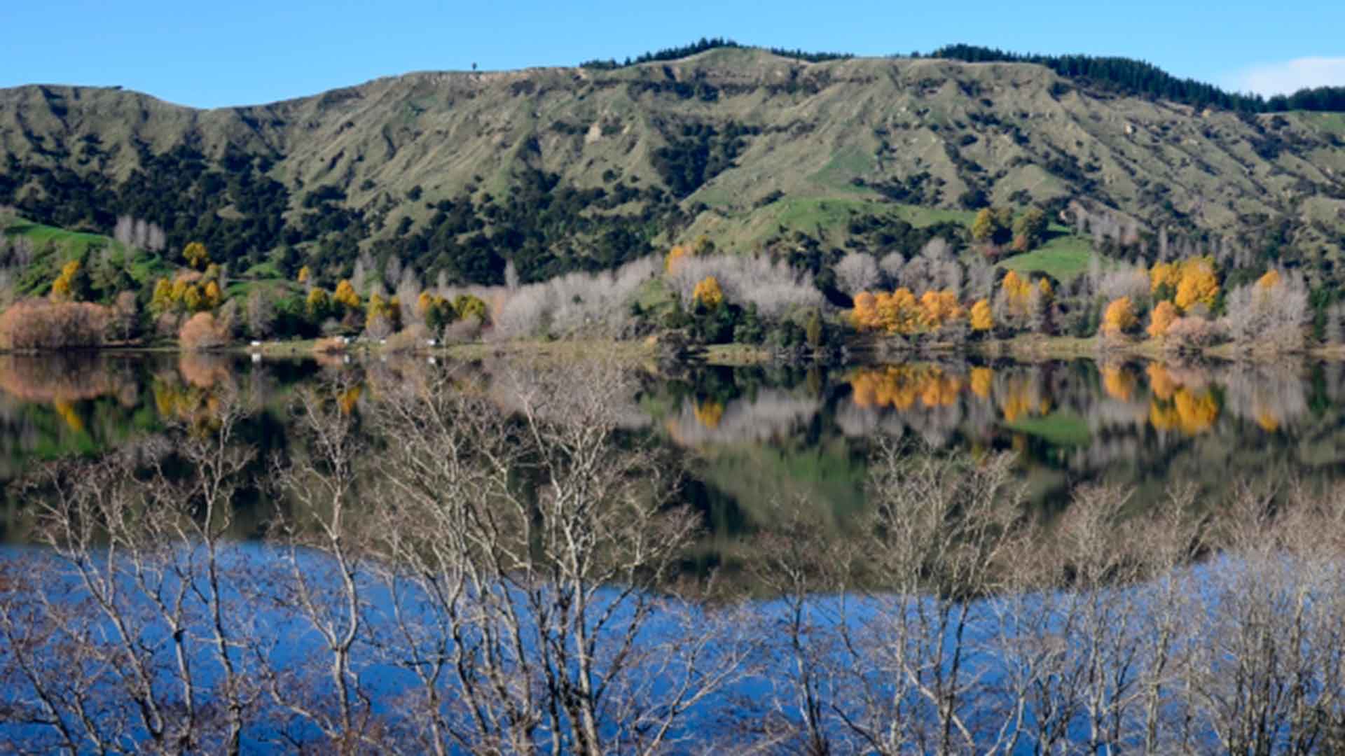 Waikopiro Loop Track: Tutira area