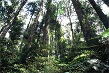 Podocarp-hardwood forests: Native plants