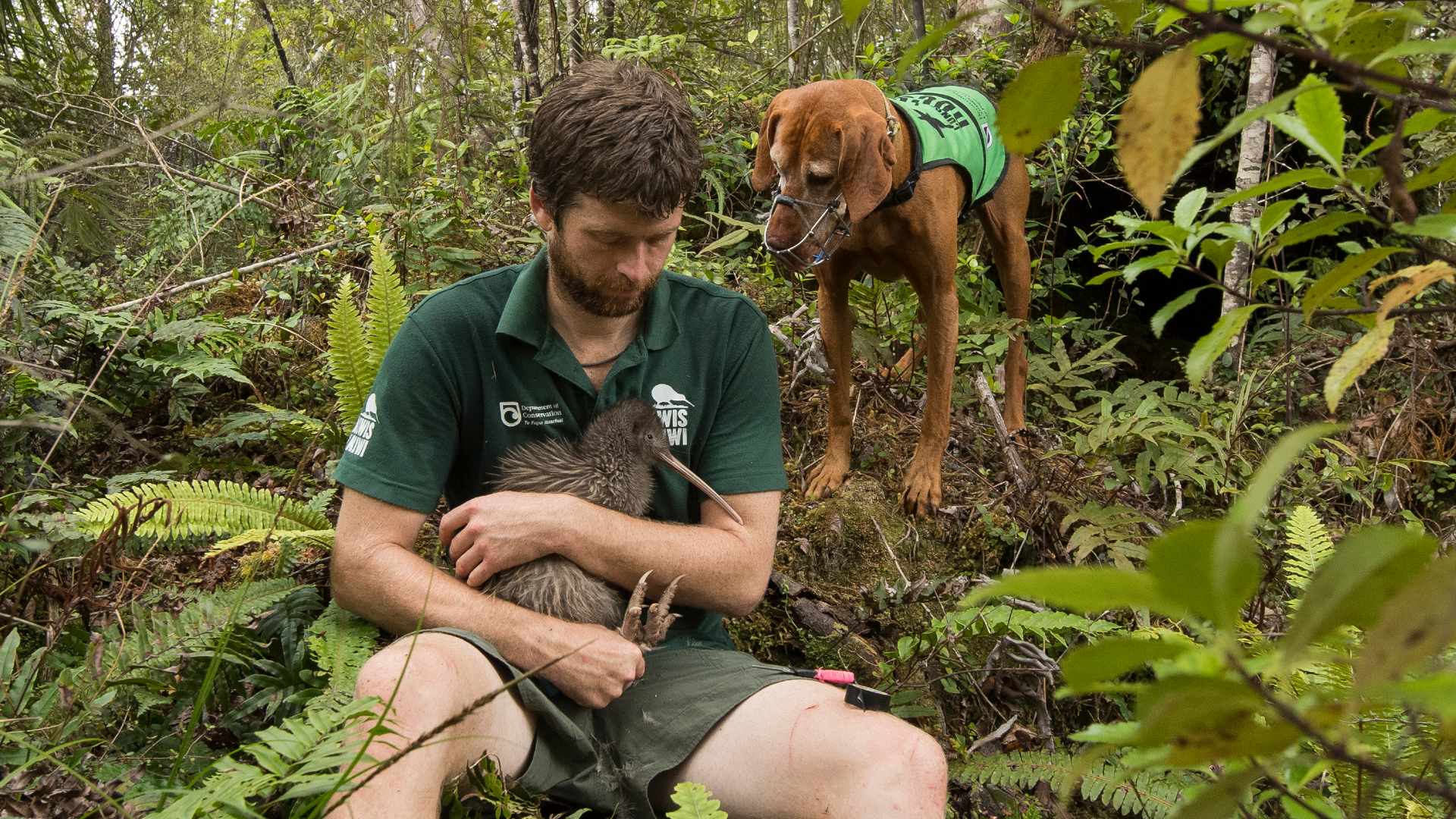 Avian awareness and avoidance training: Dog training