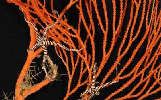 Coral identification guide: Other MCS publications