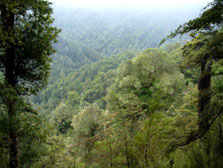 Nature and conservation: Whanganui National Park