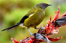 Birds: Modules for biodiversity inventory and monitoring