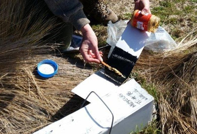 How to monitor using tracking tunnels: Predator Free 2050 (PF2050)