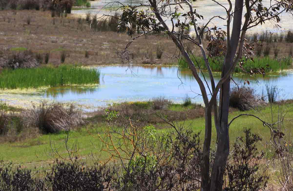 Wetlands protection: Restoration advice