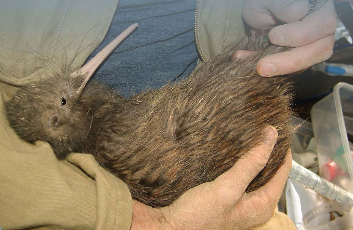 Kiwi best practice manual : Birds publications