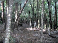 Horokaka Track: Tangihua Forest, Northland