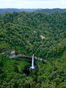 Taranaki forests hunting: Where to hunt in the Taranaki region