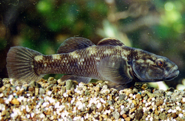 Bullies: Freshwater fish