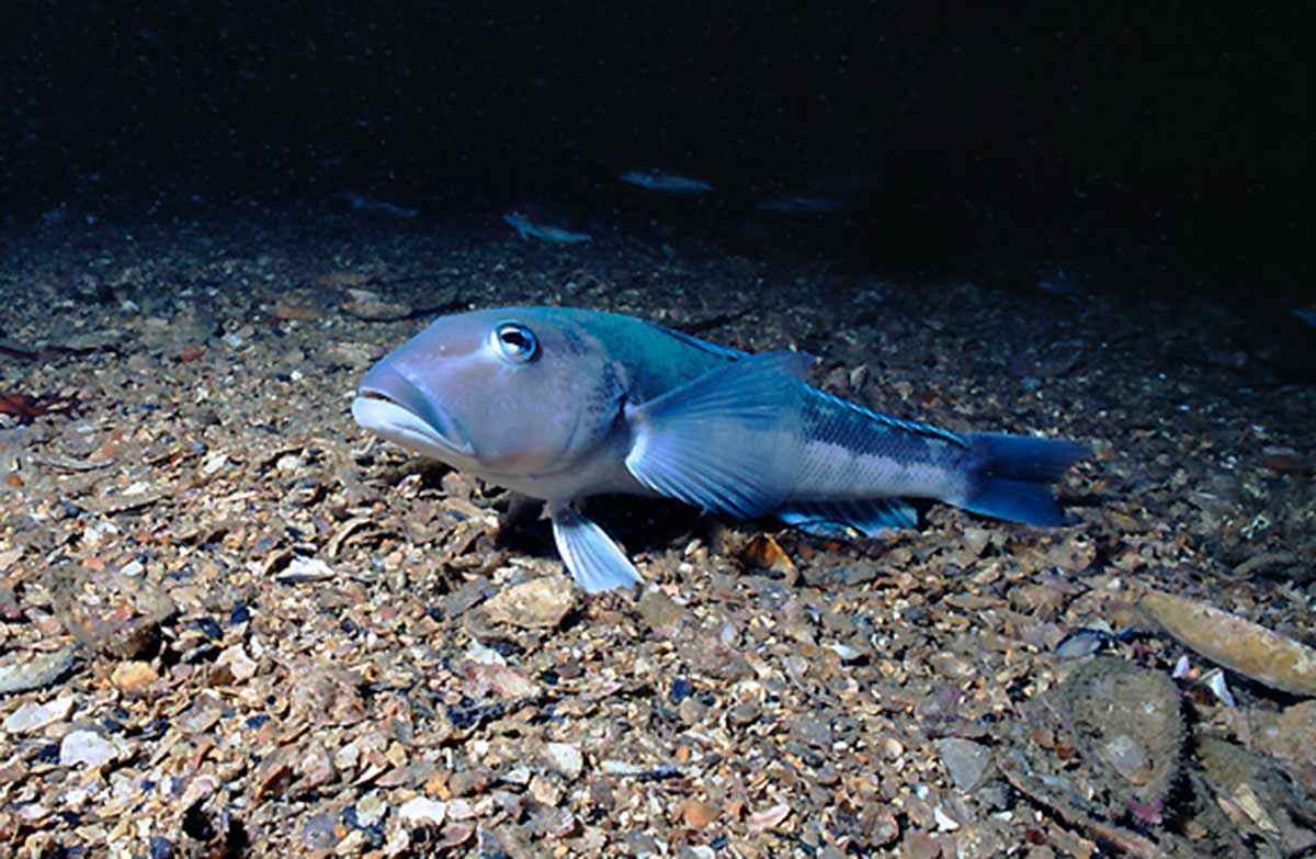 Blue cod: Kapiti Marine Reserve report card