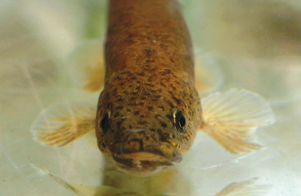 Teviot flathead galaxias: Non-migratory galaxiids
