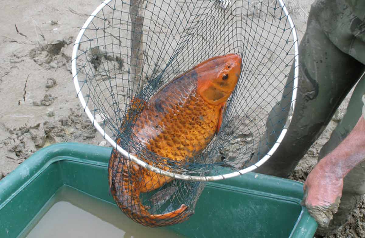 Interacting with freshwater species: Apply for permits