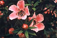 Mānuka/kahikātoa and kānuka: Native plants