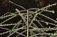 Lancewood/horoeka: Native plants
