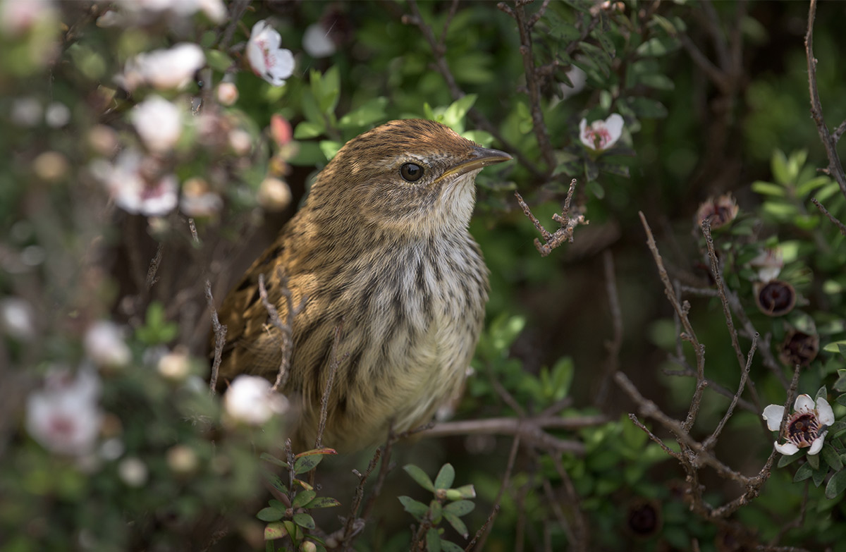 Predator control operations 2024: National Predator Control Programme
