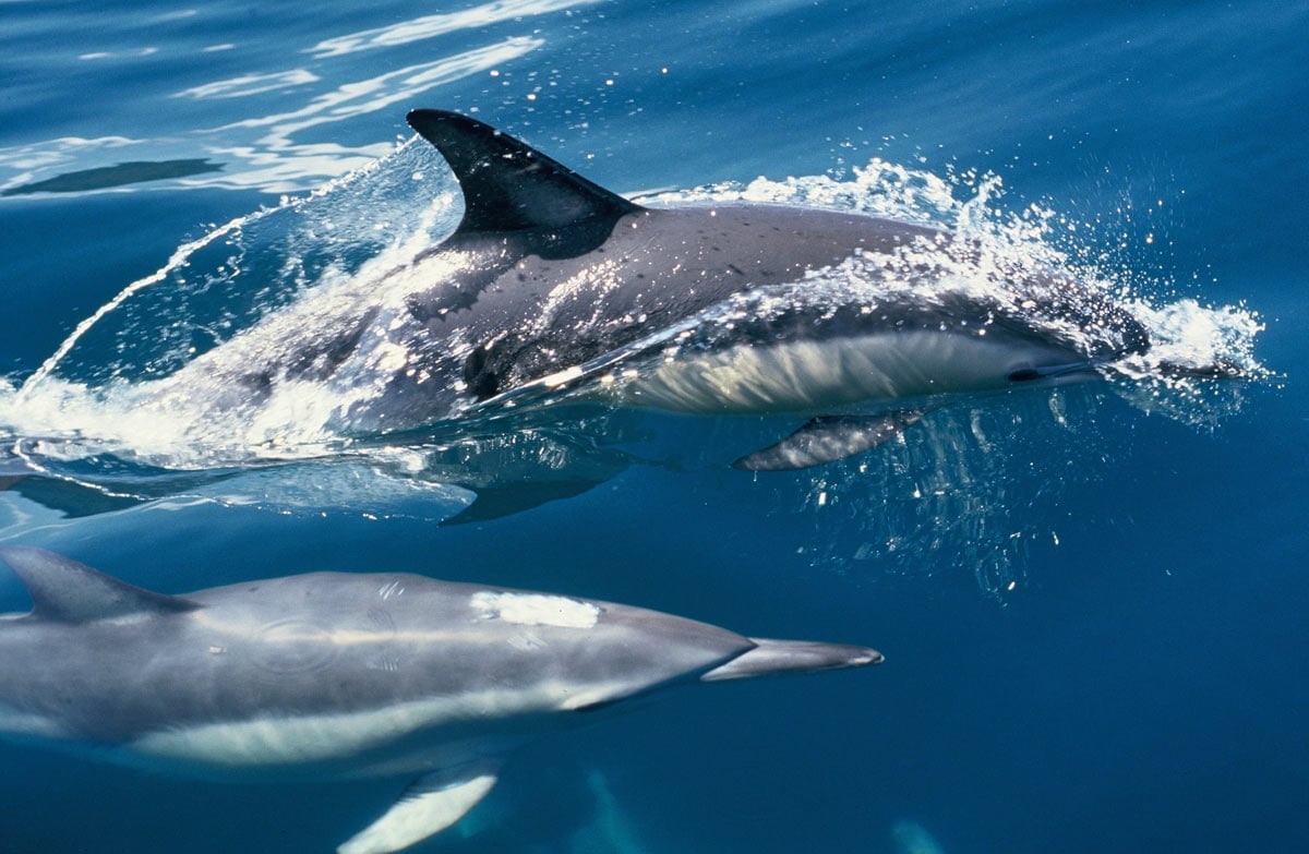 Beheaded dolphin found at Auckland beach: Media release 1 July 2022