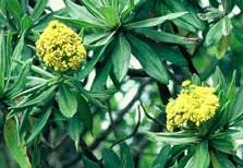 Chatham Island Christmas tree rautini: New Zealand native plants