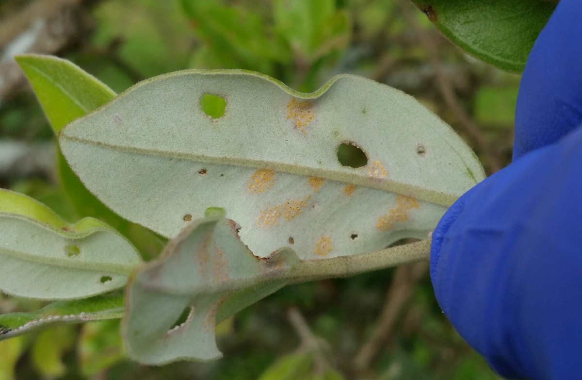Myrtle rust identification photos