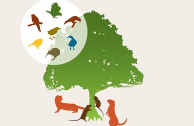 Predator plague cycle: National Predator Control Programme