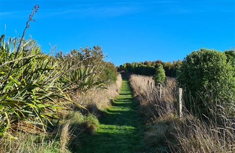 Ōtamahua/Quail Island Track: Walking in Ōtamahua/Quail Island ...