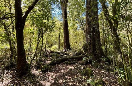 The Fern Walk: Things to do in Peel Forest Park Scenic Reserve