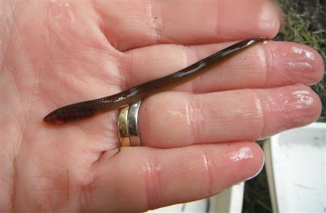 Lamprey: New Zealand freshwater fish