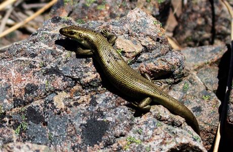 Alpine rock skink: Skinks