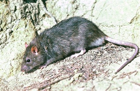 Rats: New Zealand animal pests and threats