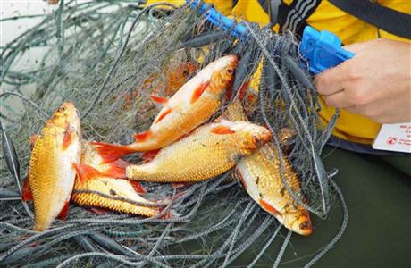 Rudd facts: New Zealand animal pests and threats