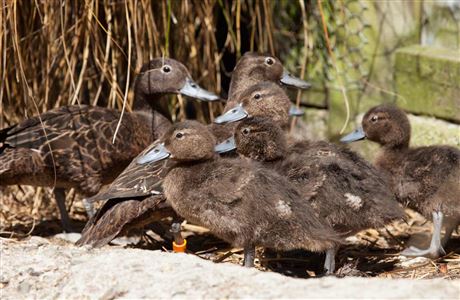 Brown teal/pāteke: New Zealand wetland and river birds
