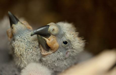 Kākā: New Zealand native land birds
