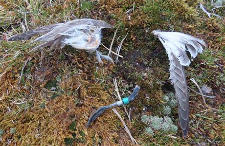 Southern New Zealand dotterel/pukunui: Birds A-Z