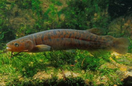Mudfish: New Zealand freshwater fish