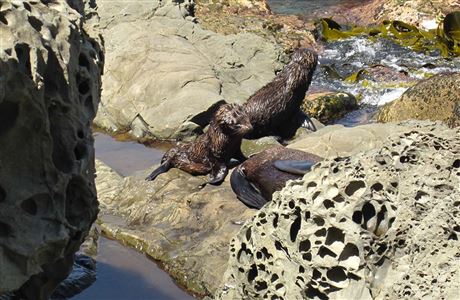 New Zealand fur seal/kekeno: New Zealand marine mammals