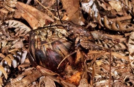 Dactylanthus images and time lapse video: Dactylanthus