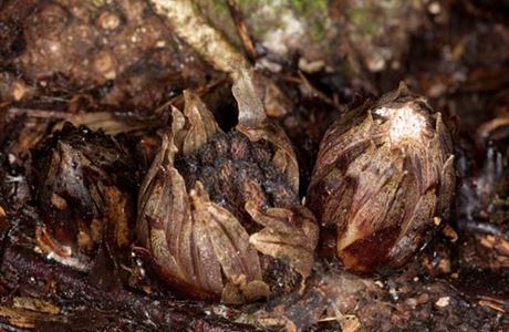 Dactylanthus images and time lapse video: Dactylanthus