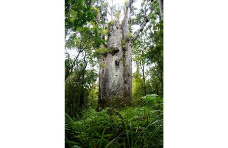 Kauri: New Zealand native plants
