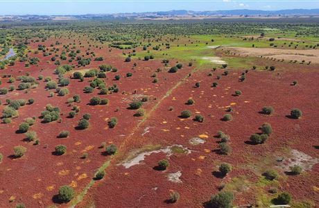 Golden dodder: Pests and threats