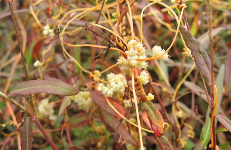 Golden dodder: Pests and threats